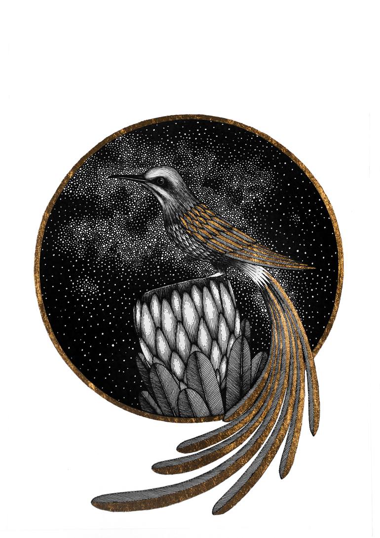 Cape Sugarbird Framed Drawing by Anca Popa | Saatchi Art