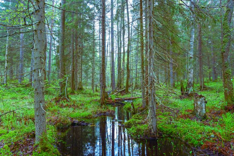 Spring brook between tree roots Photography by Sergei Kudriavtcev ...