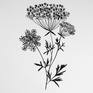 Botanical Shadows nº8 - Simple botanical illustration on black ink ...