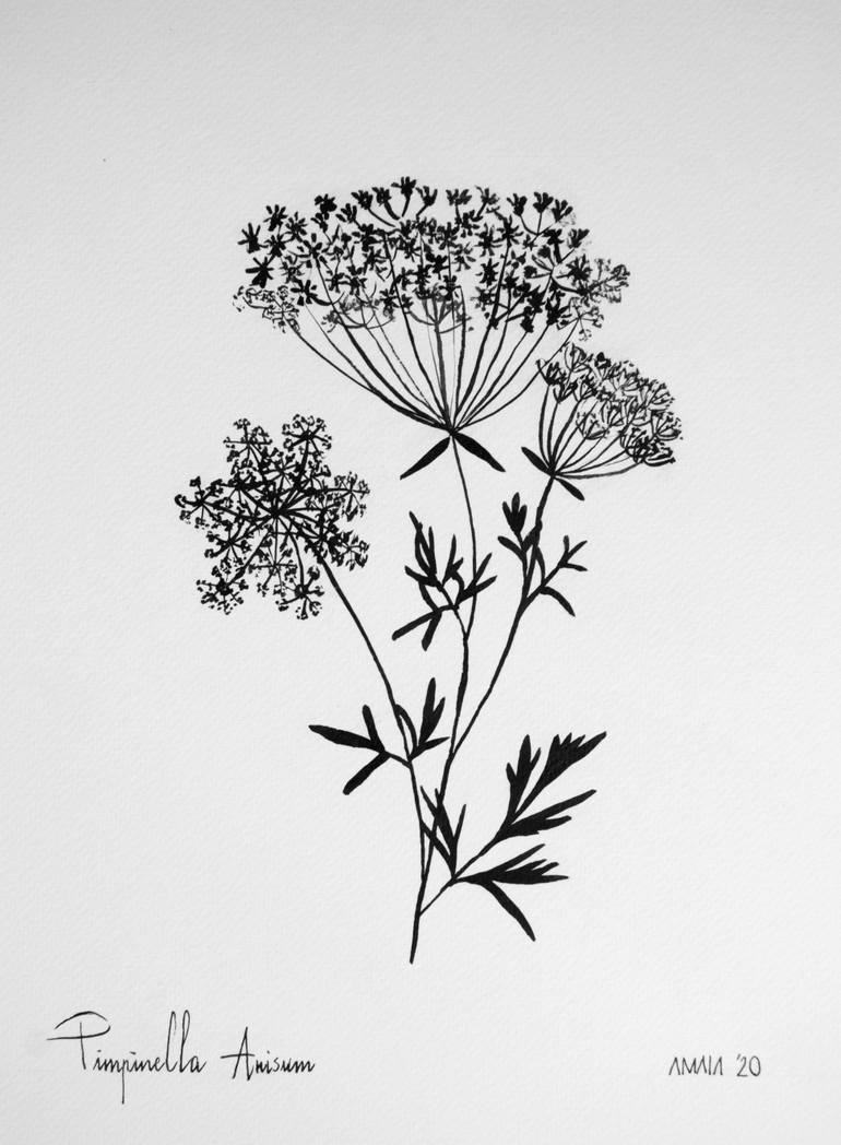 Botanical Shadows nº8 - Simple botanical illustration on black ink ...