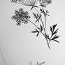 Botanical Shadows nº8 - Simple botanical illustration on black ink ...