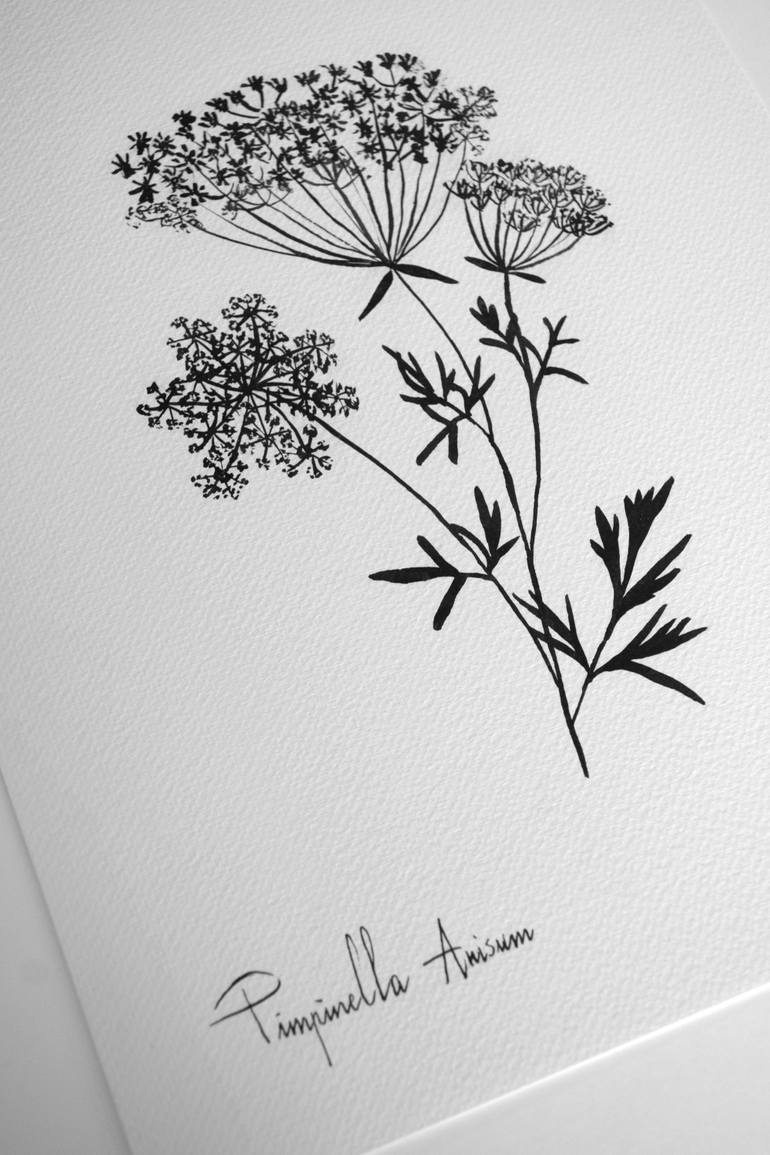 Botanical Shadows nº8 - Simple botanical illustration on black ink ...