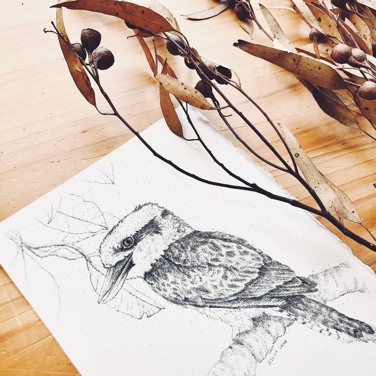 Kookaburra Drawing by Jessica Jane | Saatchi Art