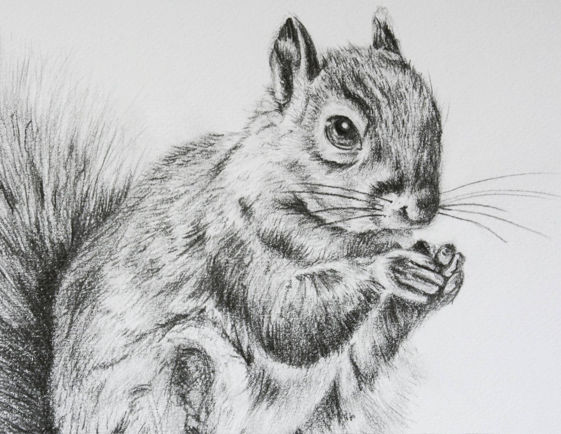 How To Draw A Realistic Squirrel