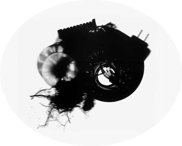 Still Life with Roots Photography by Caroline M LeFevre | Saatchi Art