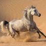 Desert Stallion Runs in the Dunes - Limited Edition of 100 Photography ...