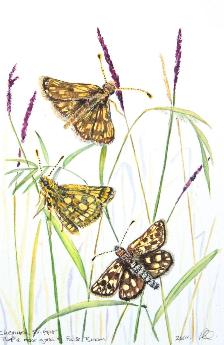 Chequered Skipper Butterflies Painting by Elizabeth Sadler | Saatchi Art