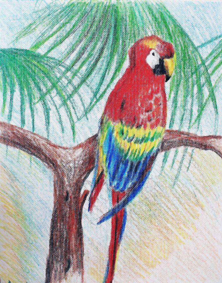 Parrot Drawing by Jason Allen Greig | Saatchi Art