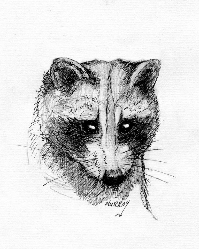 Racoon In Pen and Ink Drawing by William Murray | Saatchi Art