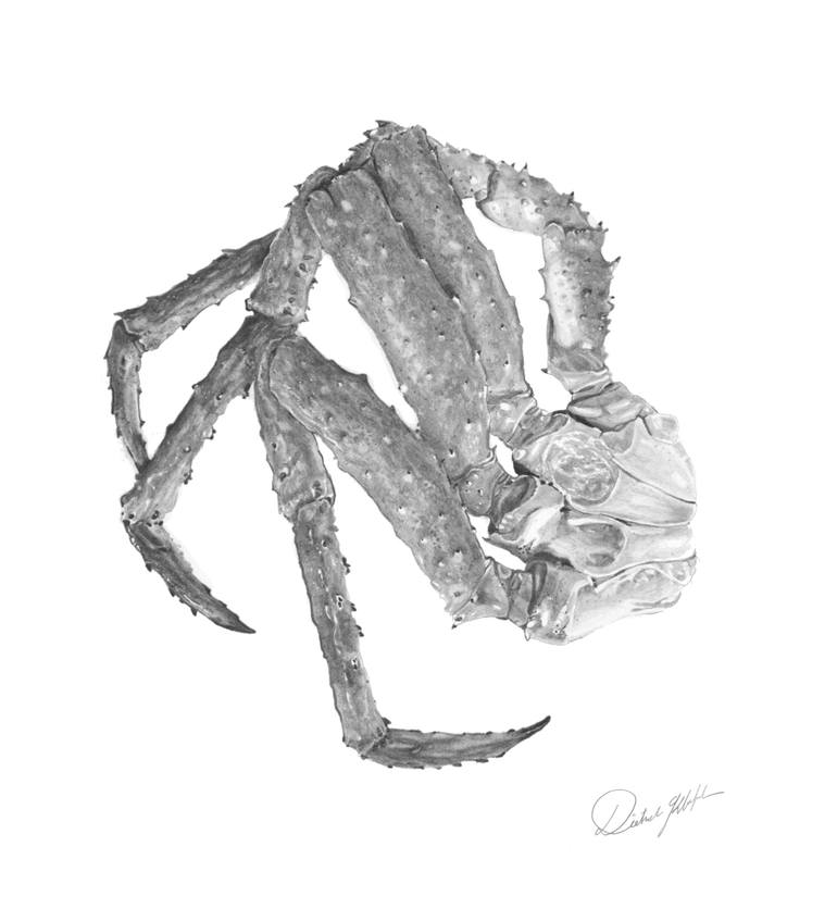 Crab Legs (left) Drawing by dietrich kleffel | Saatchi Art
