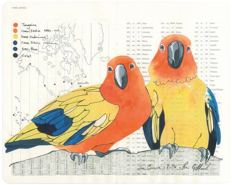 A Myriad of Birds . Sun Conure Drawing by Fran Giffard | Saatchi Art