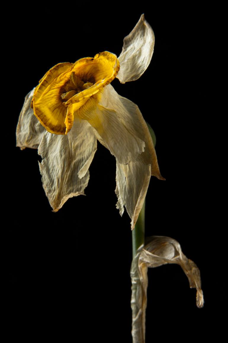 Dead Flower 178 Photography by Thom Gourley | Saatchi Art