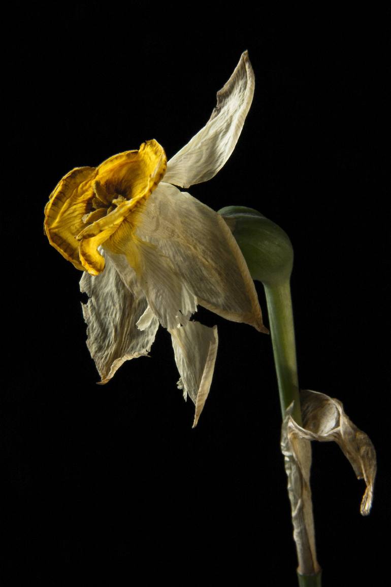 Dead Flowers 131 Photography by Thom Gourley | Saatchi Art