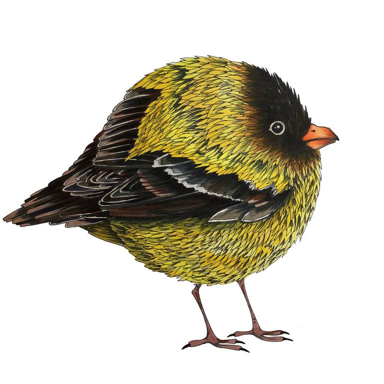 Goldfinch Borb Drawing by Amy Whitman | Saatchi Art