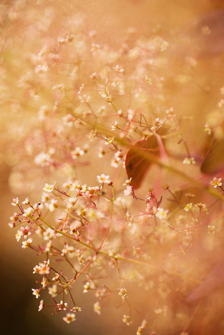 Soft Photography by Andrea Gingerich | Saatchi Art