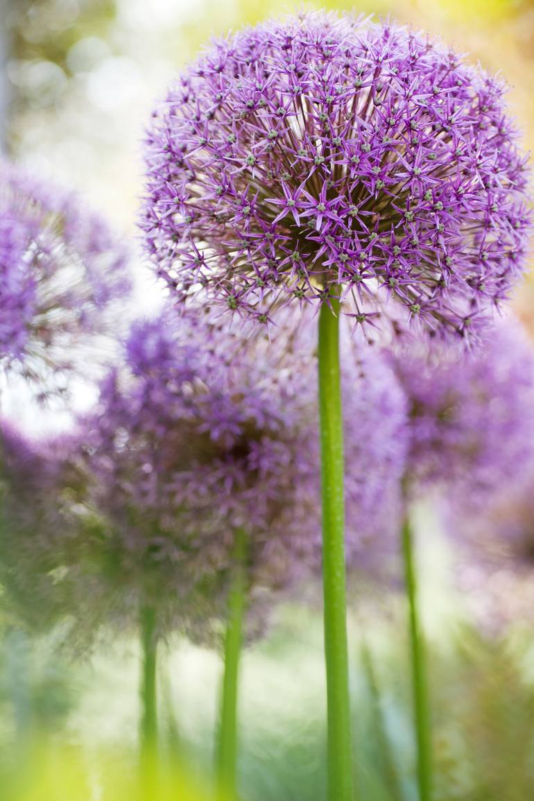 Alium Photography by Andrea Gingerich | Saatchi Art