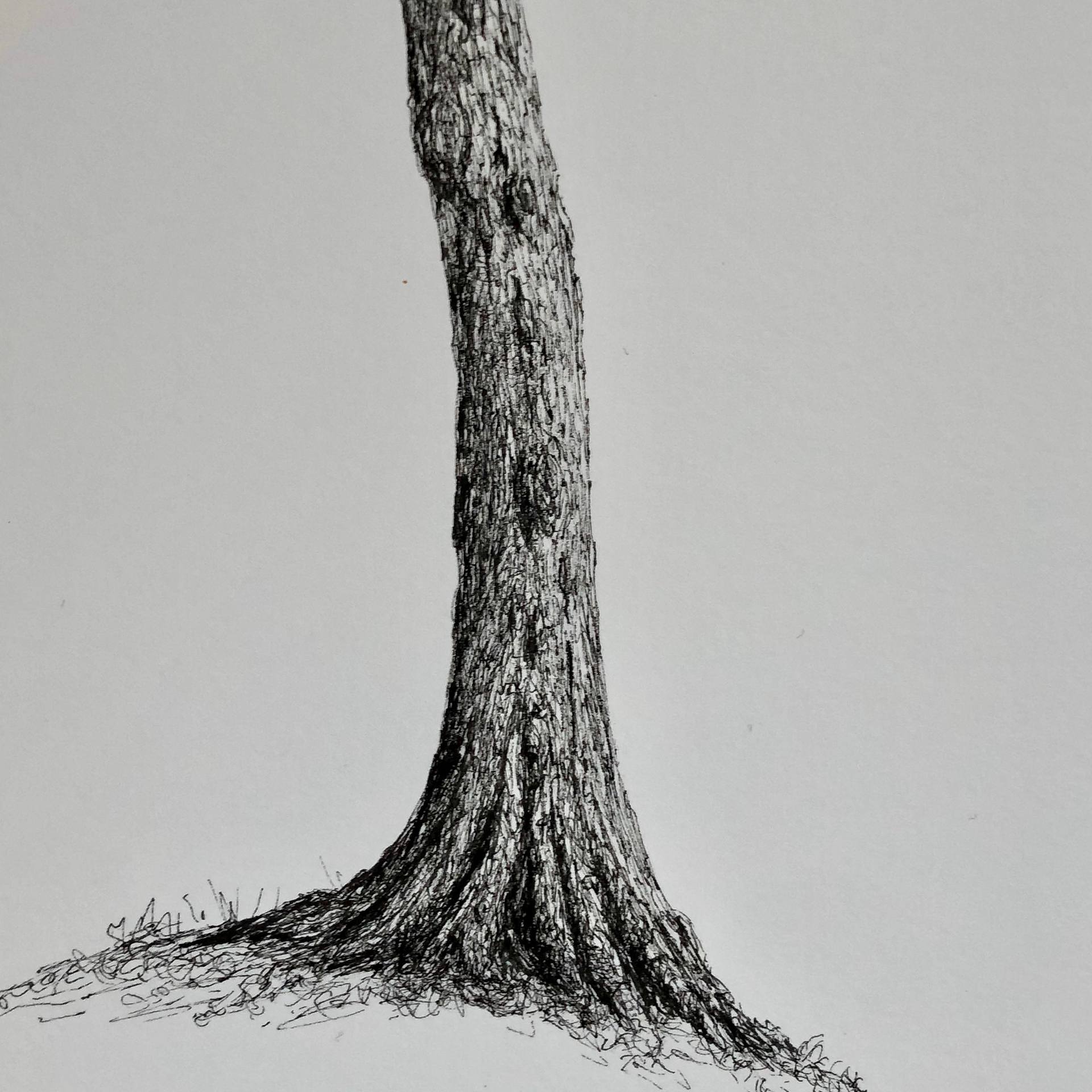 Tree Trunk Pencil Drawing