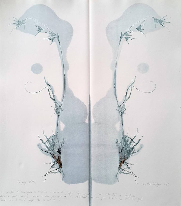 Themeda triandra l Rooigras - Limited Edition of 1 Printmaking by ...