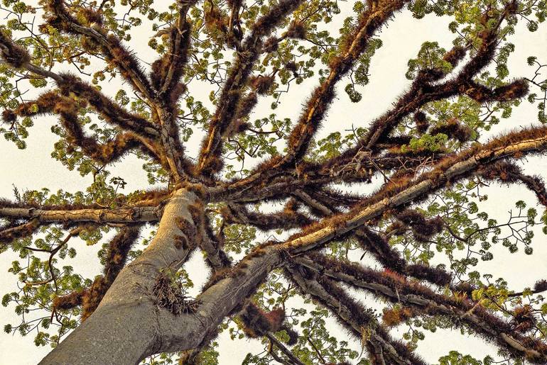 Ceiba tree Tikal - Limited Edition 20 of 20 Photography by Henk Visser ...