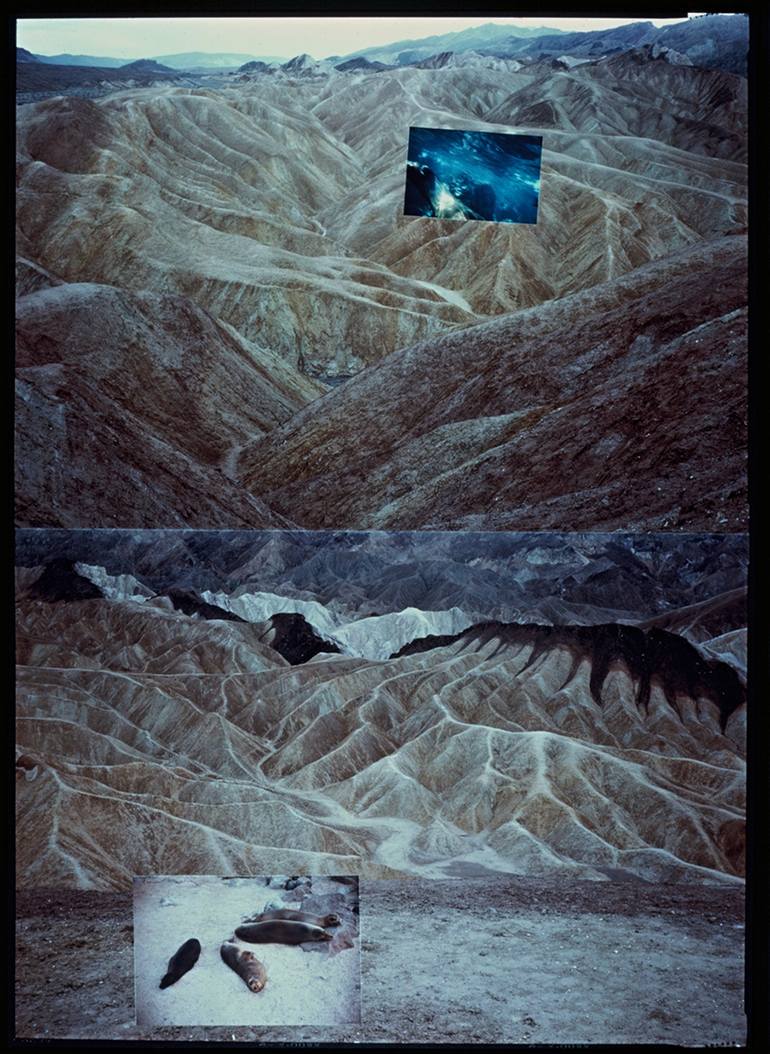 Death Valley; sea lions - Limited Edition of 3 Photography by Sara ...