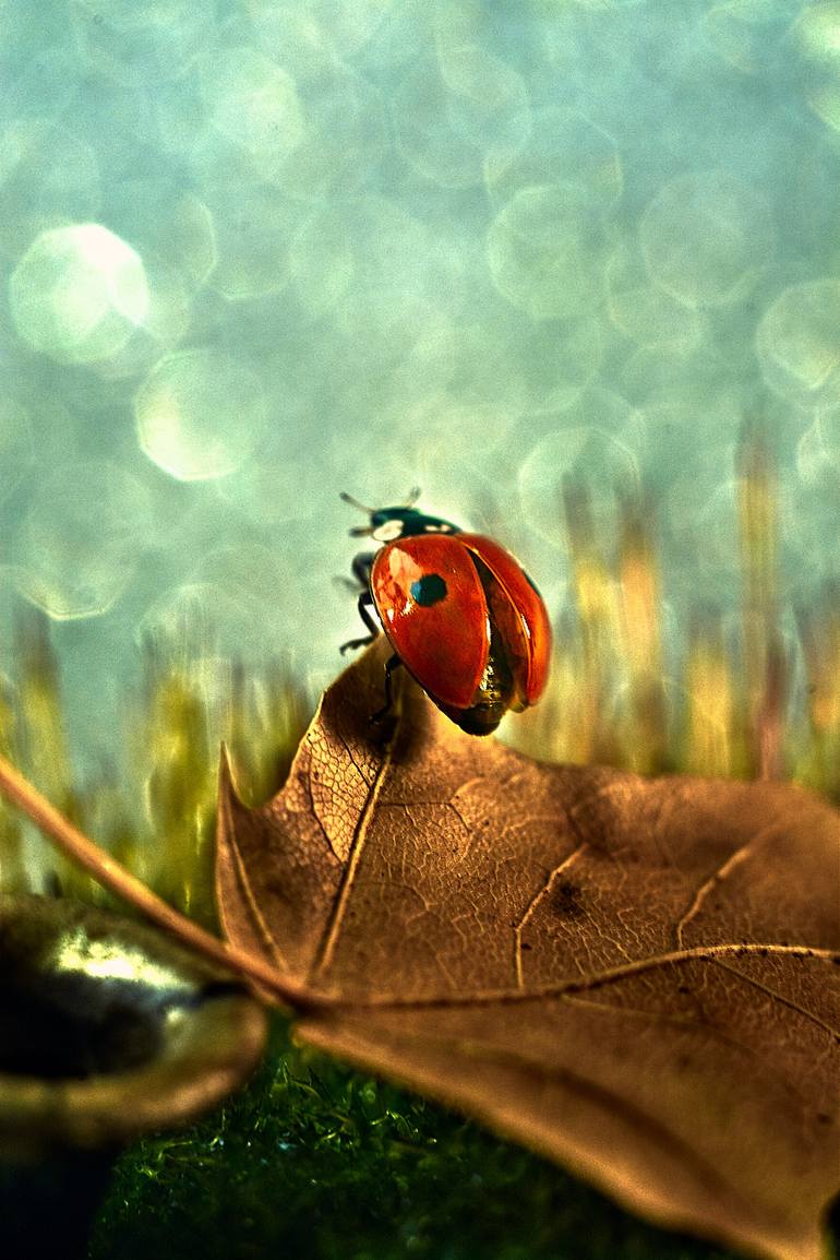 The magical world of insects Photography by Ekaterina Bokova | Saatchi Art