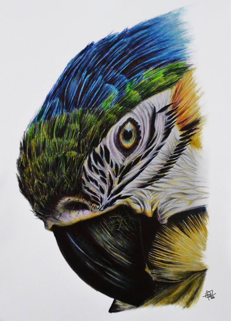 aves Drawing by oscar mancera | Saatchi Art