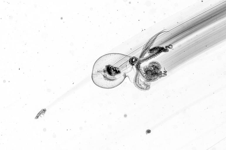 Larval Octopus - Limited Edition of 10 Photography by Henley Spiers ...
