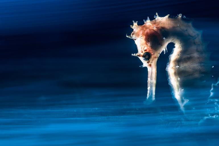 Seahorse - Limited Edition of 12 Photography by Henley Spiers | Saatchi Art