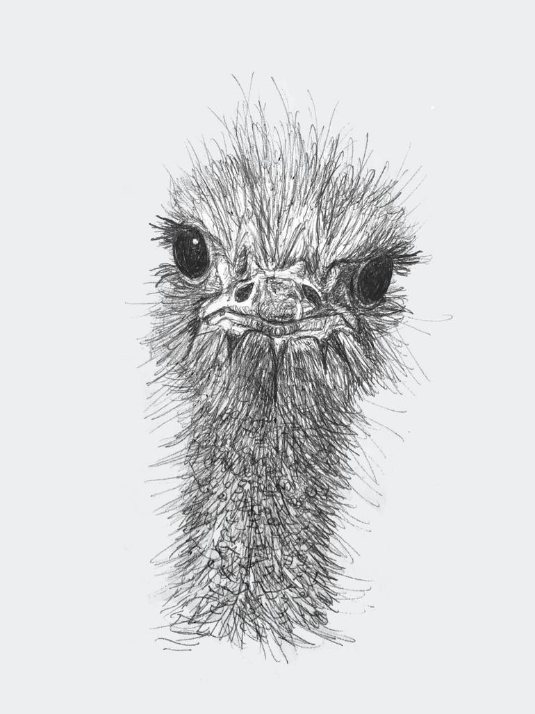 Puzzled Ostrich Drawing by Sydney Strawser | Saatchi Art
