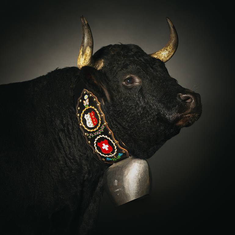 Icon or just cattle - Cow Portraits Eringer - Limited Edition of 10 ...