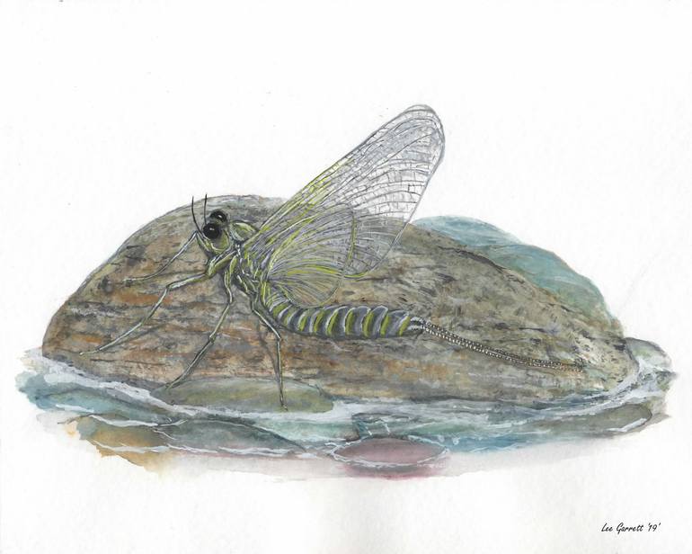 Mayfly on a Rock Painting by Lee Garrett | Saatchi Art
