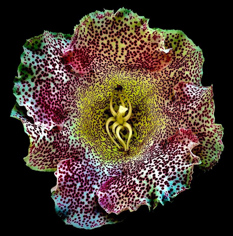 INNER FLOWER - Limited Edition of 5 Photography by Gil Ferrer | Saatchi Art