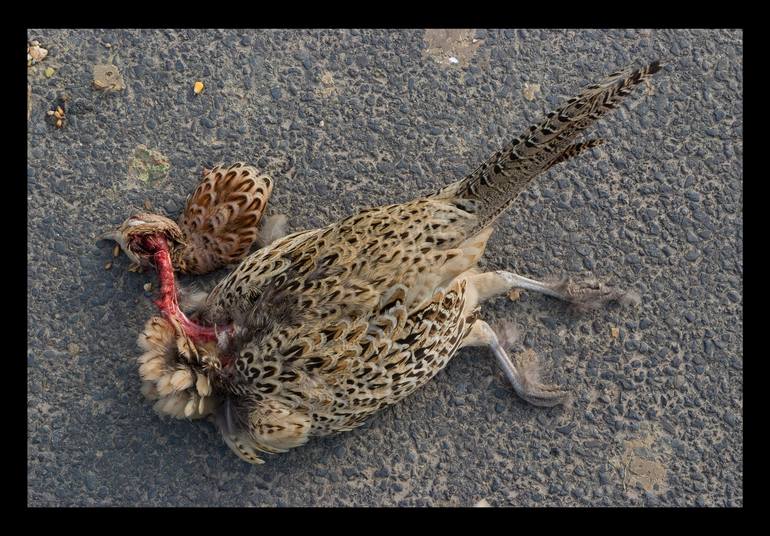 Hen pheasant Photography by Keith Lovegrove | Saatchi Art