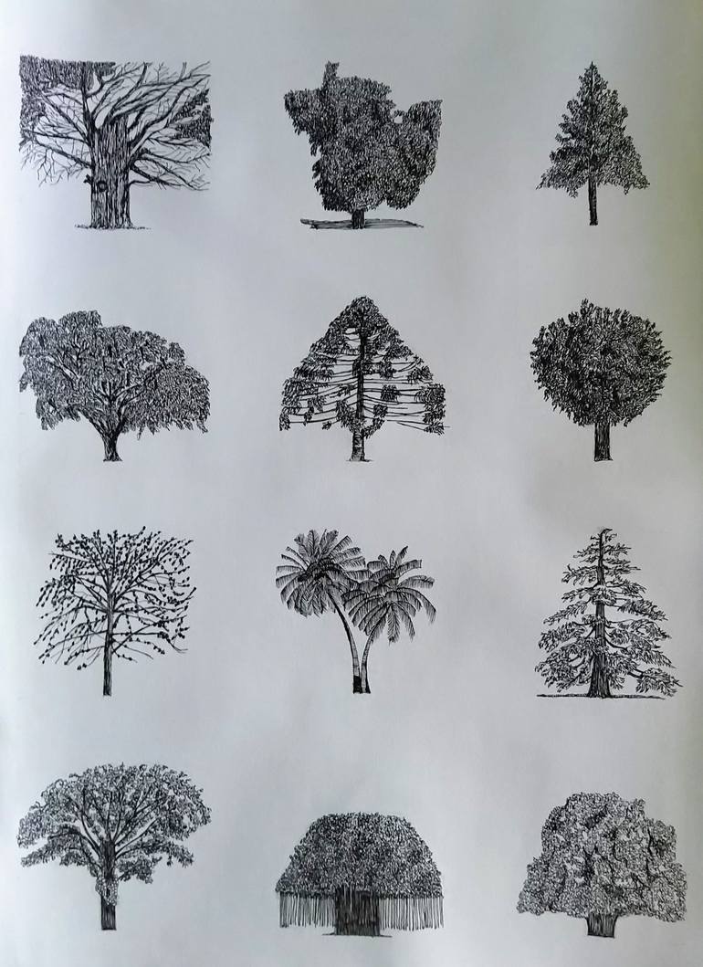 Indian Tree Species Drawing by Pooja Wadekar | Saatchi Art