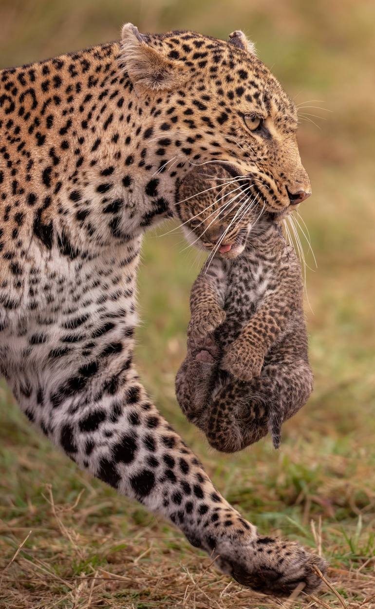 Leopard mothers care her cubs in the Masai Mara Photography by Yarin ...