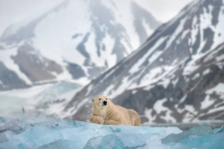 The polar bear – also known as the King of the Arctic – is one of the ...