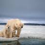 Polar Bears Family – also known as the King of the Arctic – is one of ...