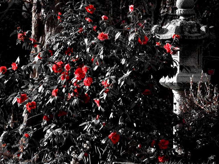 Japanese Grace III Photography by Thomas Prill | Saatchi Art