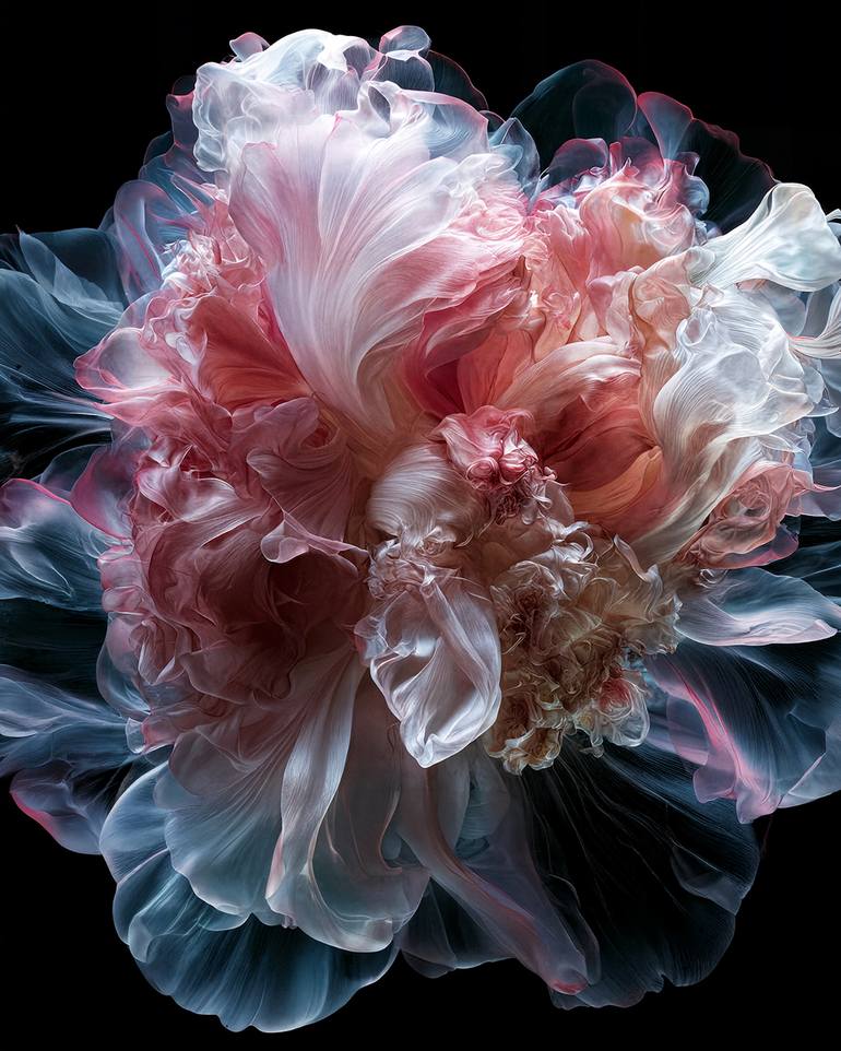 Petals of Light Photography by Michael Filonow | Saatchi Art