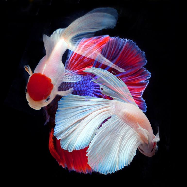Betta Collage 53 - Limited Edition of 30 Photography by Michael Filonow ...