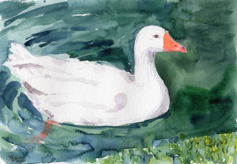 Dominican birds. White goose - interior print, nature inspired ...