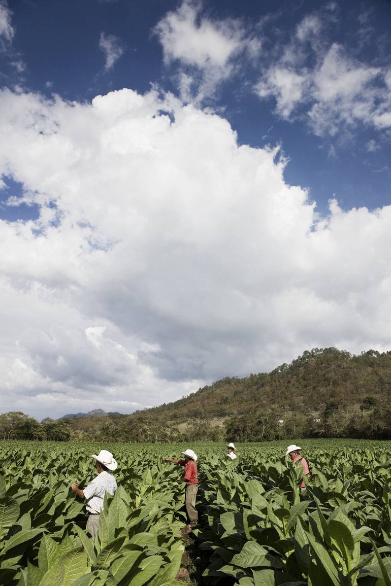 The Harvest - Limited Edition of 20 Photography by Ian Spanier ...