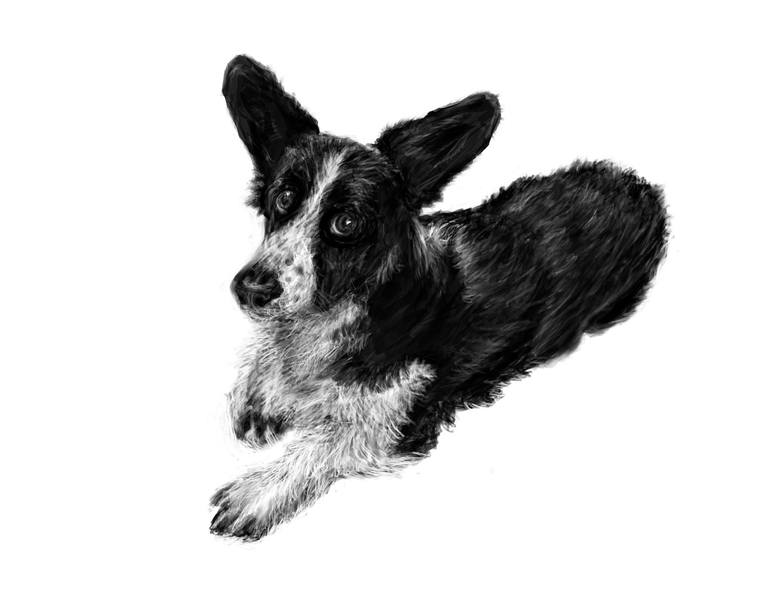 Black and White Cardigan Corgi (Study 2) Drawing by Yu-Hung Yang | Saatchi Art