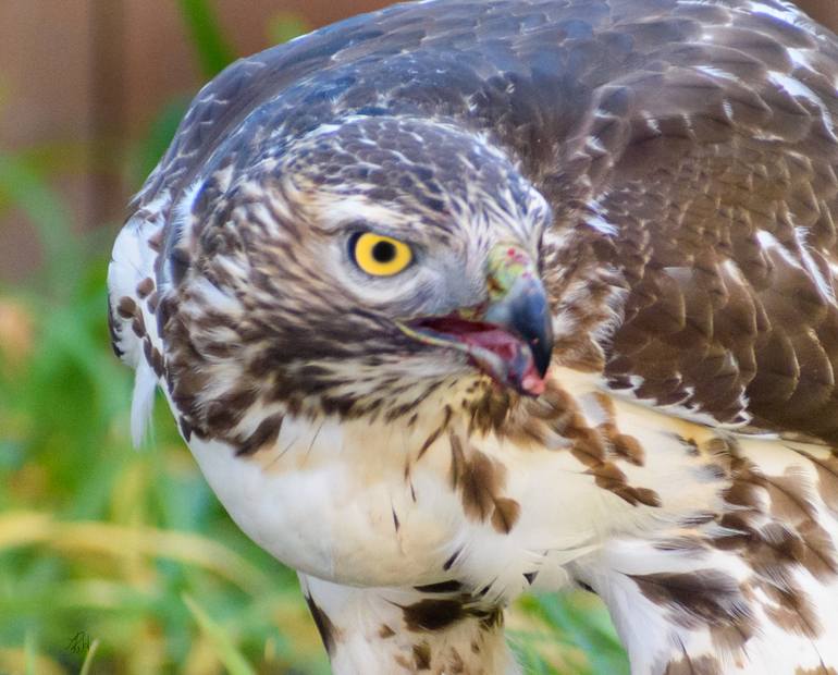 Red Tailed Hawk Photography by Robert Hover | Saatchi Art