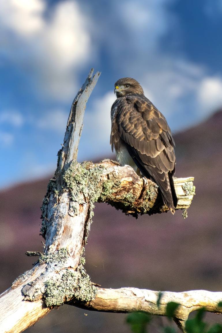 Scottish Highland Buzzard Photography by Kevin Croxall | Saatchi Art