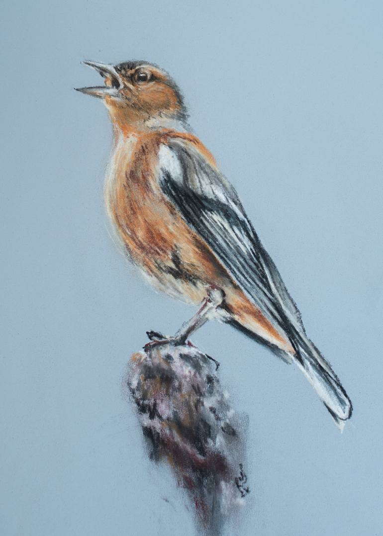Chaffinch Drawing by Rose-Marie Marshall-Jane | Saatchi Art