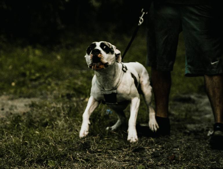 Bitter Dog in America Photography by Andree Ljutica | Saatchi Art