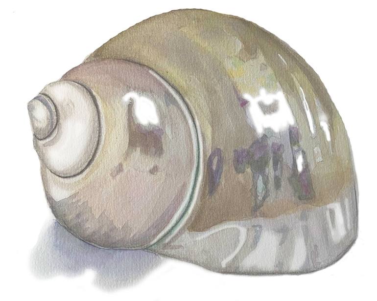Watercolor Print, Shiny Shell 1 Painting by Amy Young | Saatchi Art
