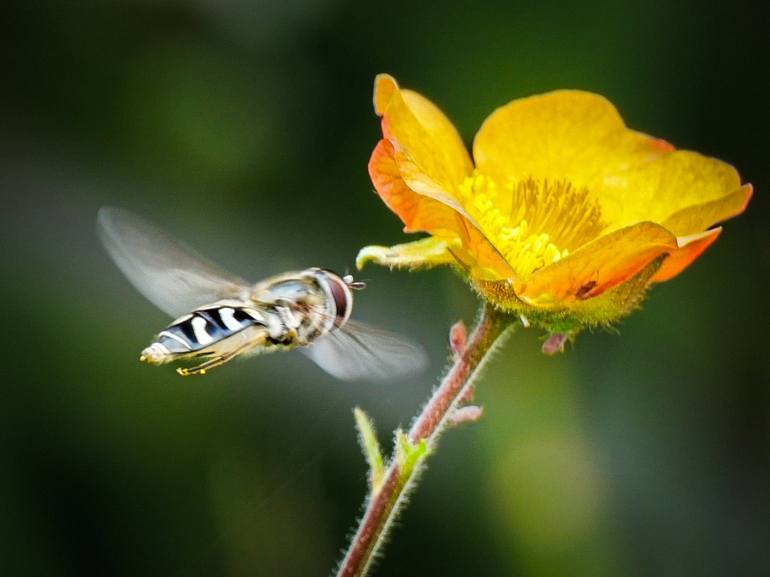 Hover Fly, Colour, 2022 Photography by David Burlison | Saatchi Art