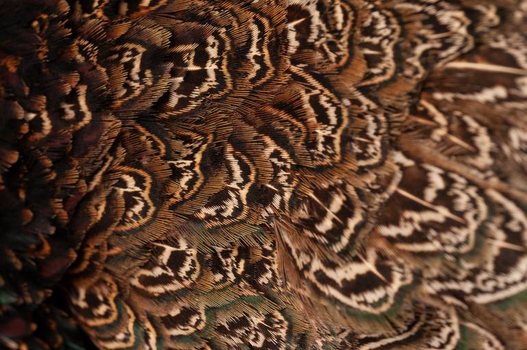 anatomy_of_a_pheasant_2193 Photography by Carol Oliveto | Saatchi Art